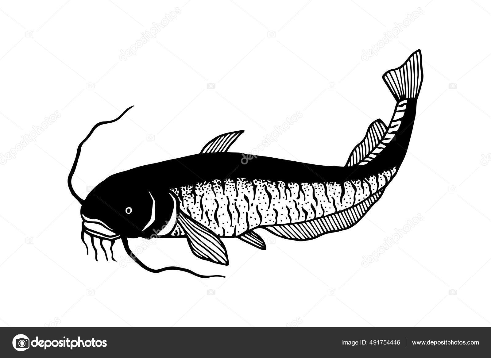 Catfish Vector Stock Illustration Eps10 Outline Isolate White ...