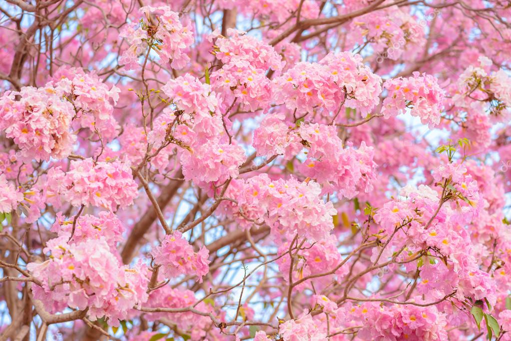 Tabebuia Rosea Flower