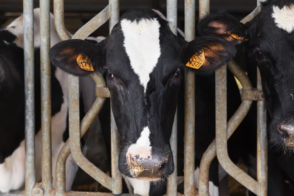 Beef shi Stock Photos, Royalty Free Beef shi Images | Depositphotos