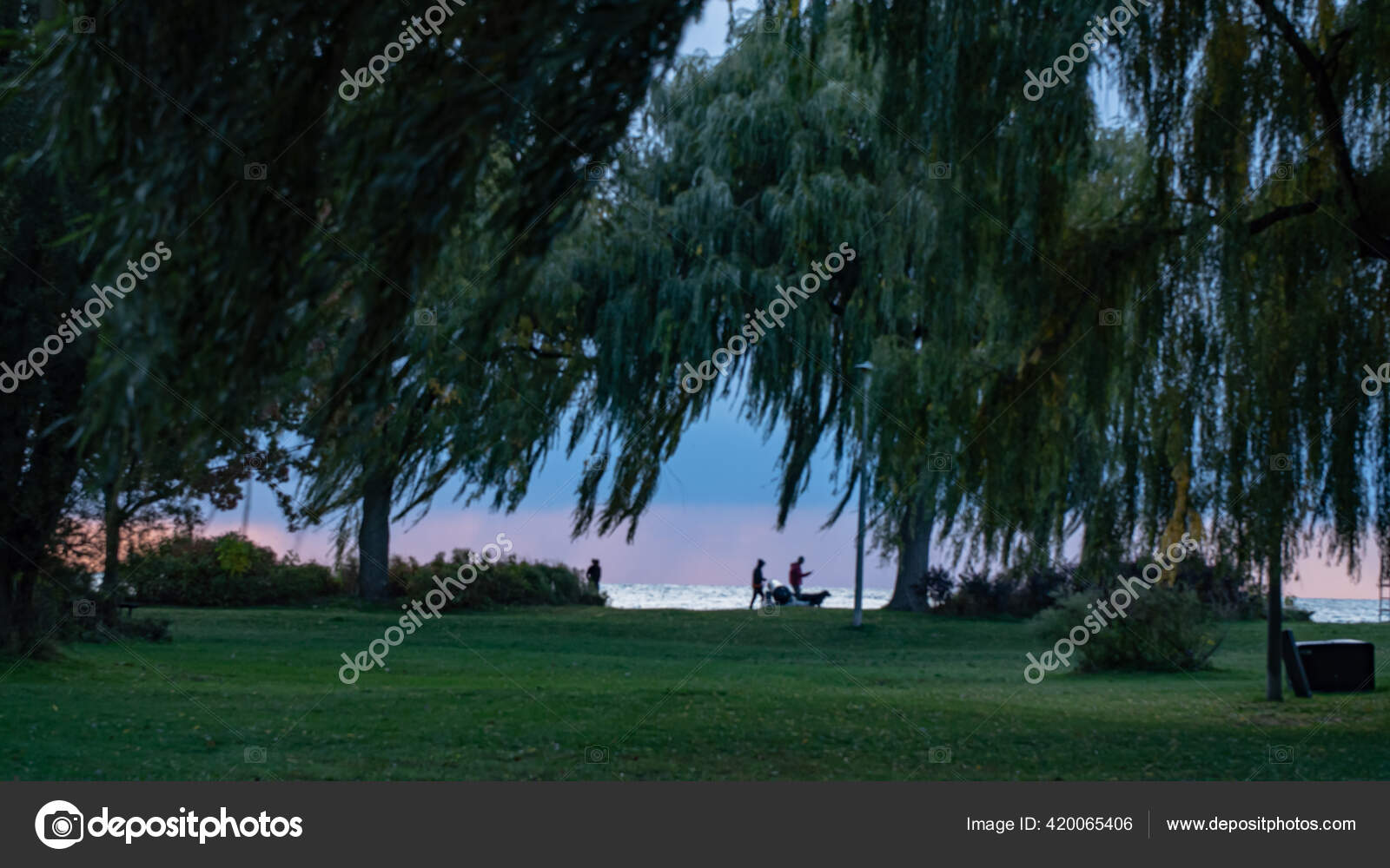 Willow Trees At Night