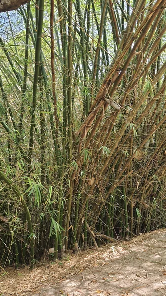 Dev bambu Stock Photos, Royalty Free Dev bambu Images | Depositphotos