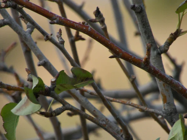 Closeup of thorn tree Stock Photos, Royalty Free Closeup of thorn tree ...