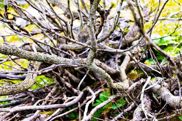 Naive roots Stock Photos, Royalty Free Naive roots Images | Depositphotos