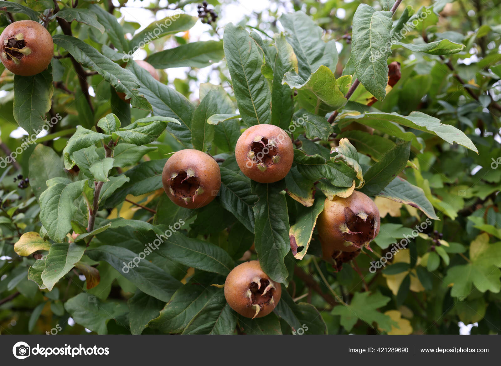Medlar Tree