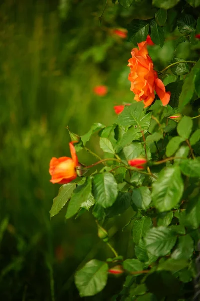 Rose bushes Stock Photos, Royalty Free Rose bushes Images | Depositphotos