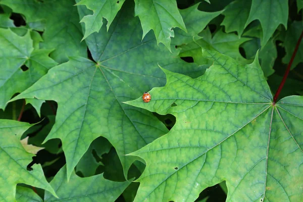 Ladybug top view Stock Photos, Royalty Free Ladybug top view Images ...