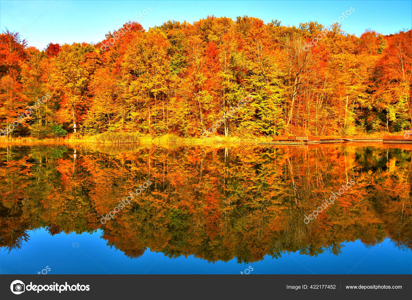 Una Vista Impresionante Del Reflejo Del Árbol Oro Lago Parque — Foto de stock #422177452 © Wirestock