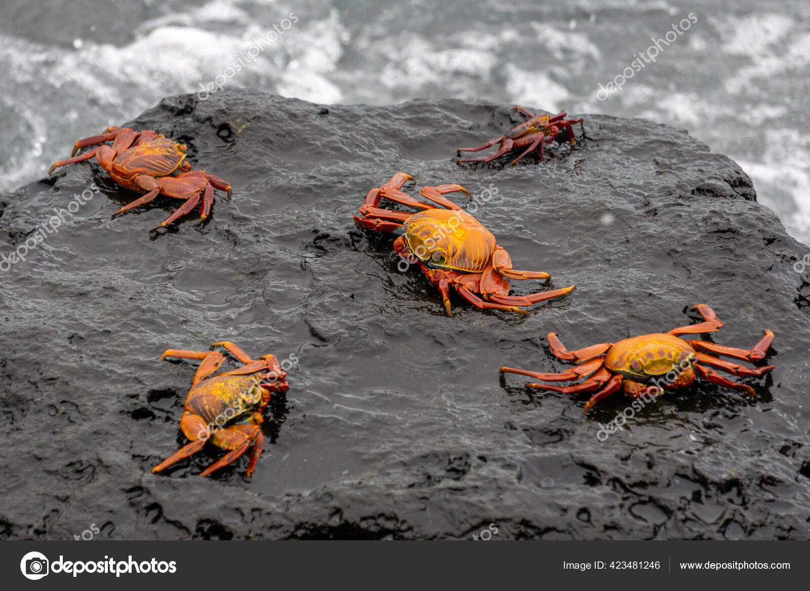 Closeup Group Red Orange Crabs Resting Wet Rocks — Stock Photo ...