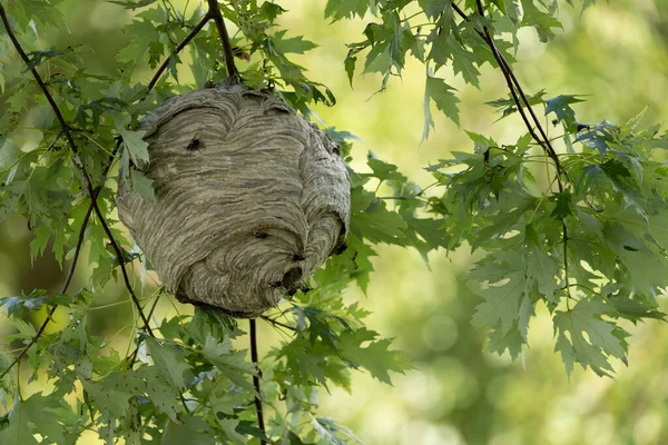 Bees nest Stock Photos, Royalty Free Bees nest Images | Depositphotos