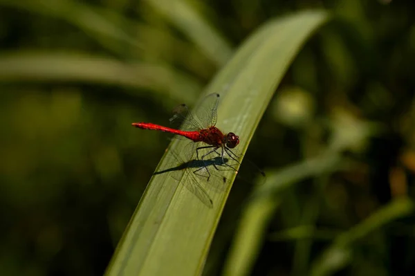 Insect red insect images libres de droit, photos de Insect red insect ...