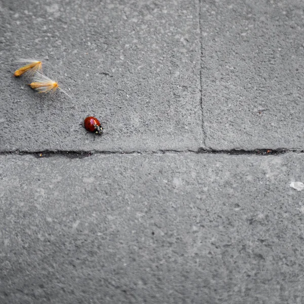 Ladybug top view Stock Photos, Royalty Free Ladybug top view Images ...