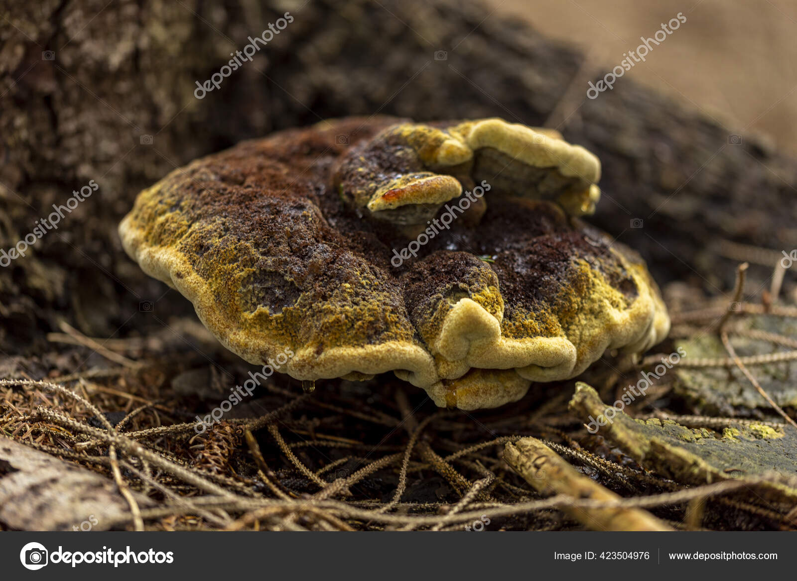 Amarillo Parduzco Trametes Versicolor Hongo Común Poliporas Suelo Del ...