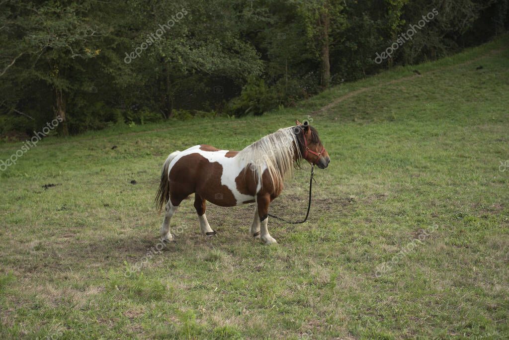 Un pottok marrón y blanco en un campo cubierto de vegetación durante el ...