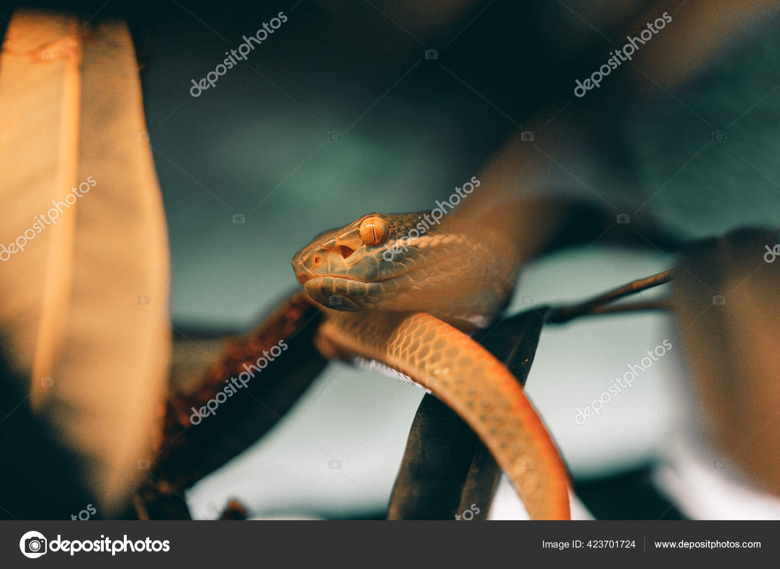 Closeup Snakehead Resting Its Tail — Stock Photo © Wirestock #423701724