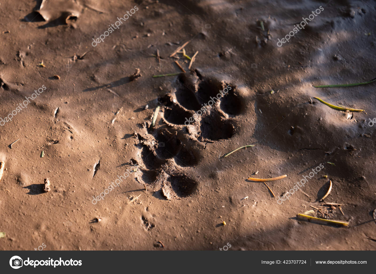 Fox Tracks