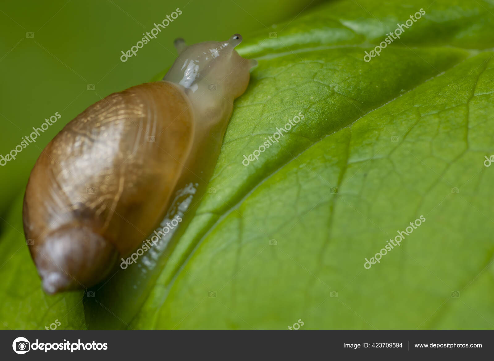 Newborn Snail