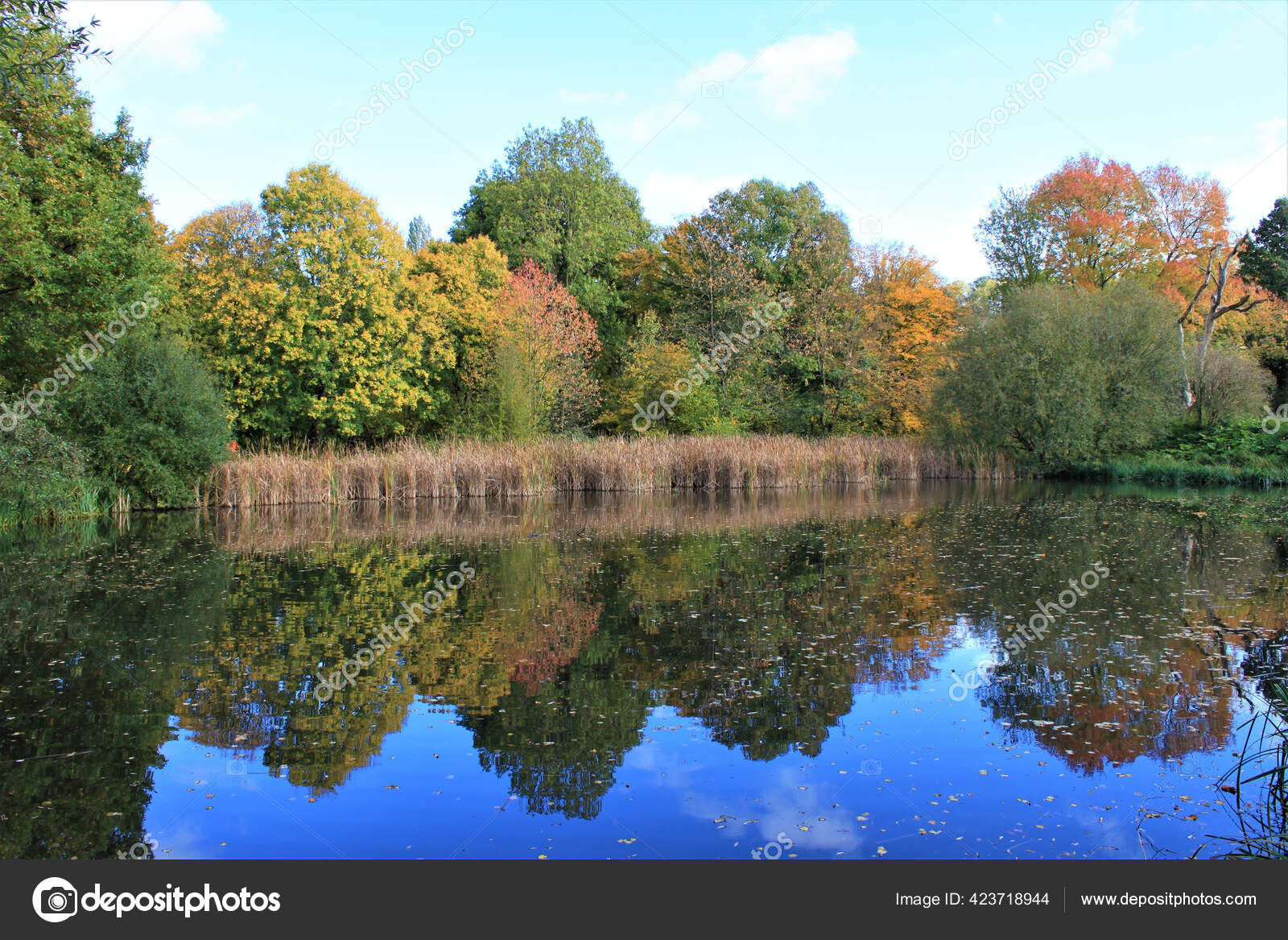 Beautiful Scenery Lake Surrounded Trees Plants Autumn Colors Stock ...
