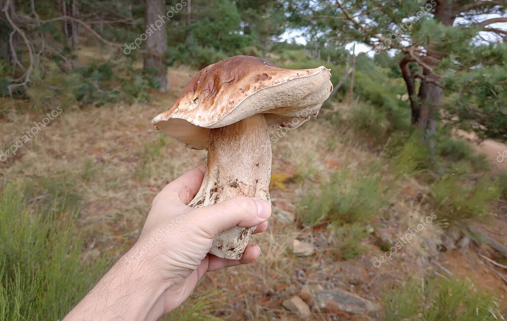 Un hombre sosteniendo un hongo comestible Boletus Edulis en el bosque 2022