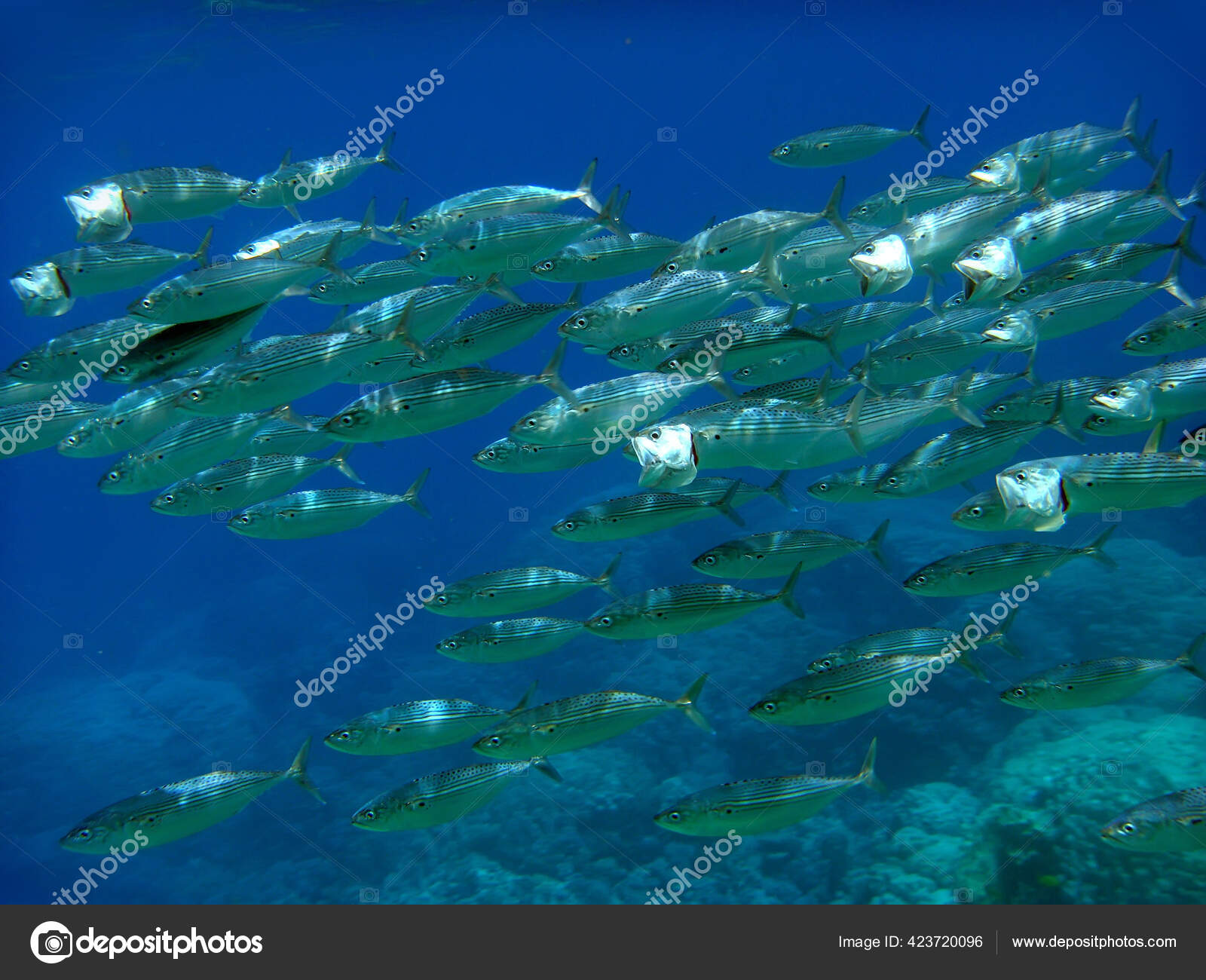 Shoal Fish Red Sea — Stock Photo © Wirestock #423720096
