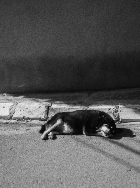 Cão em repouso Stock Photos, Royalty Free Cão em repouso Images ...