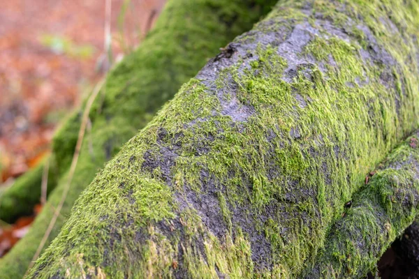 Registri di muschio Stockfotografier, royaltyfria Registri di muschio ...