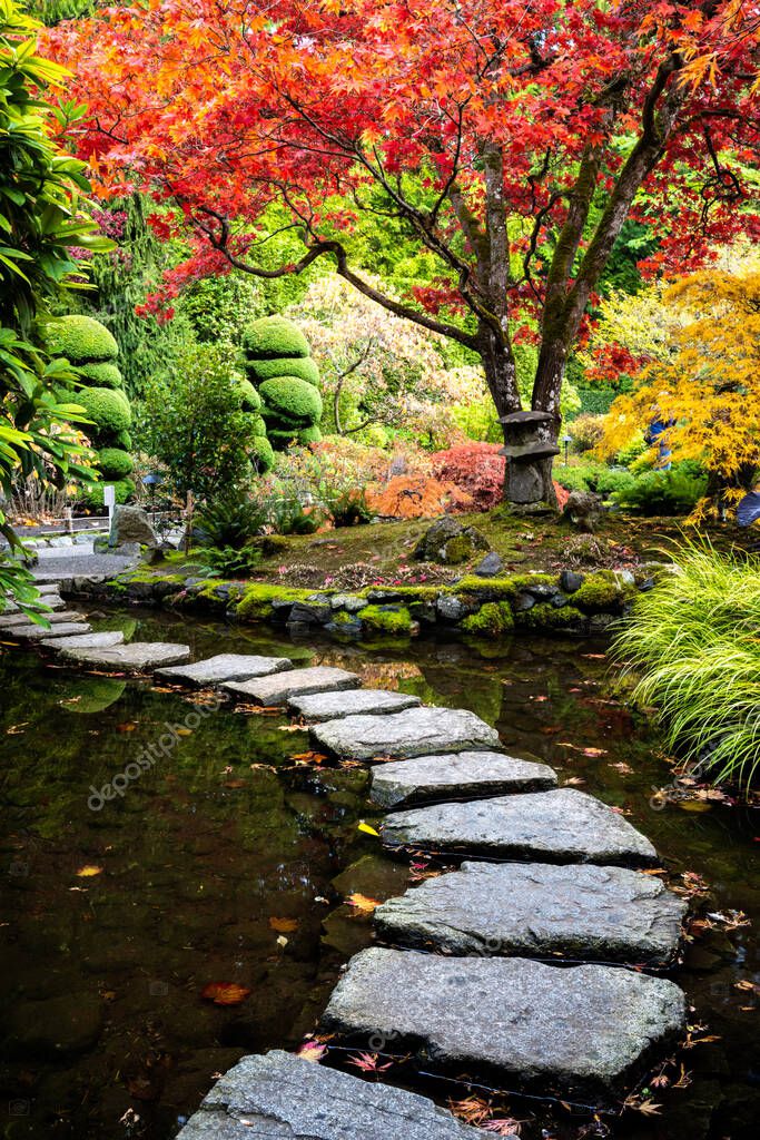 Hoja de encaje Arce japonés y arce japonés, Acer palmatum, Butchart ...