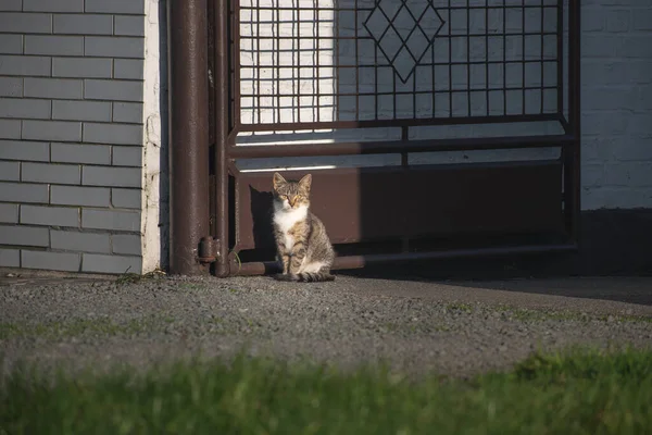 The gatekeeper Stock Photos, Royalty Free The gatekeeper Images ...