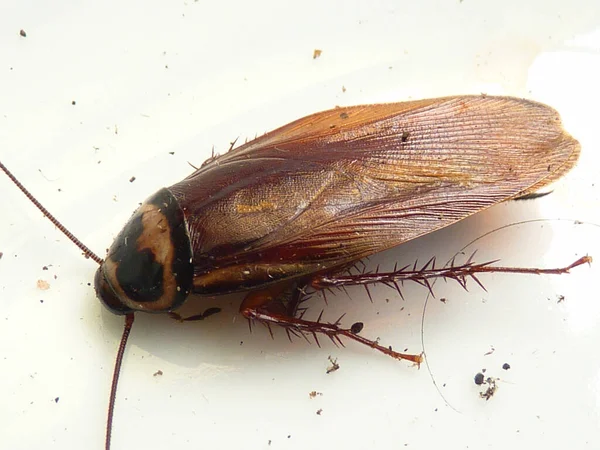 Species of cockroach Stock Photos, Royalty Free Species of cockroach ...