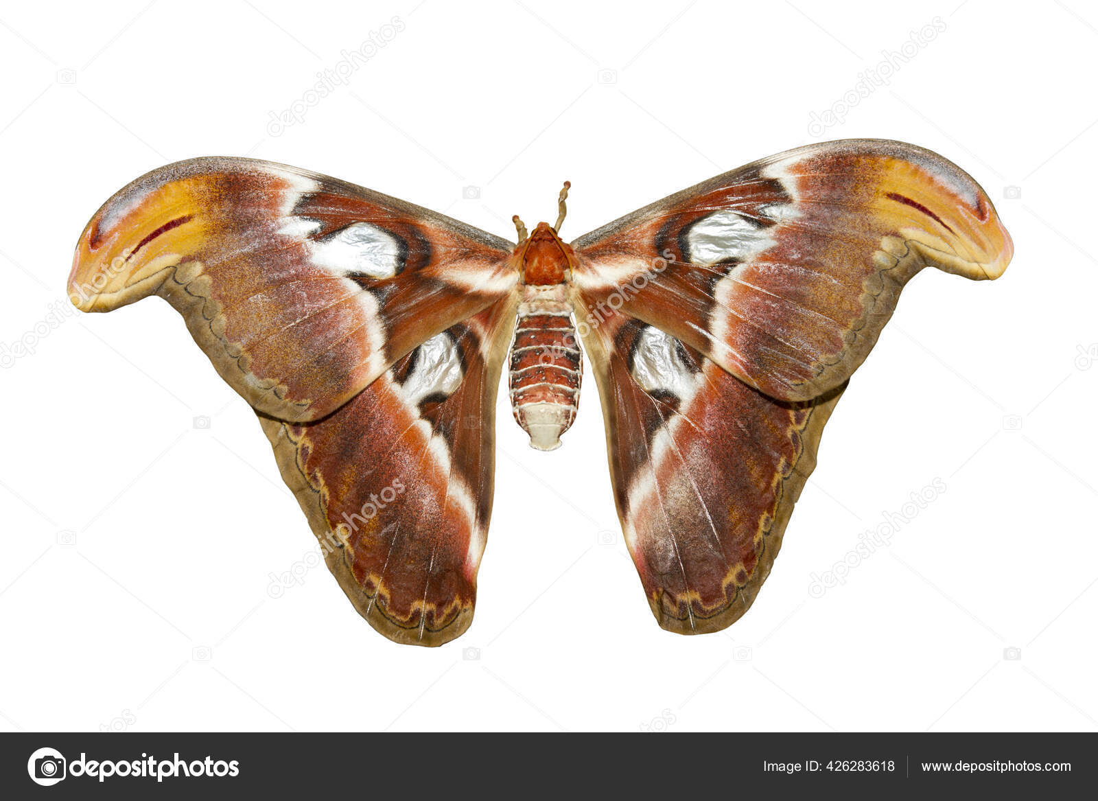 Closeup Shot Brown Giant Moth Isolated White Background — Stock Photo ...