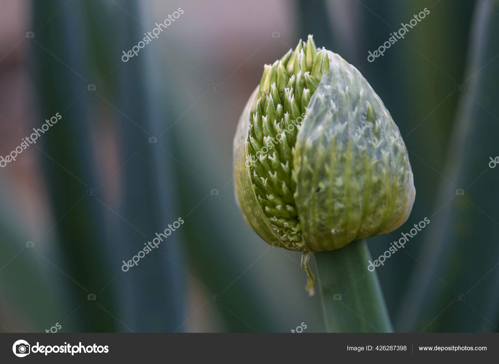 Closeup Shot Spring Onion Flower Hidden Plants Vegetable Garden — Stock ...