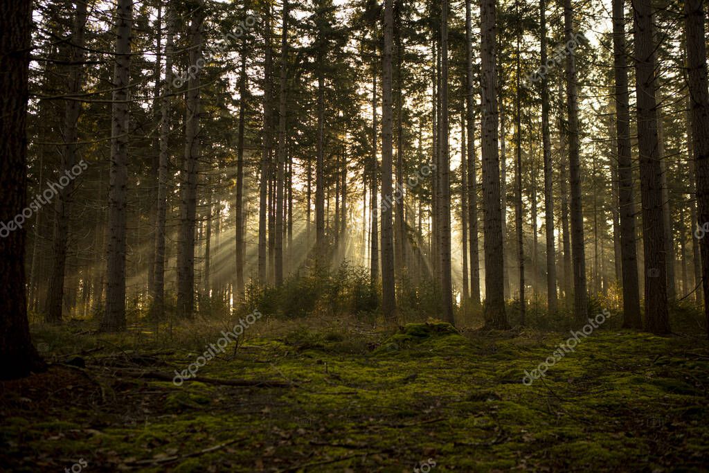 Bosque de pino oscuro denso en otoño al amanecer con árboles que crean ...