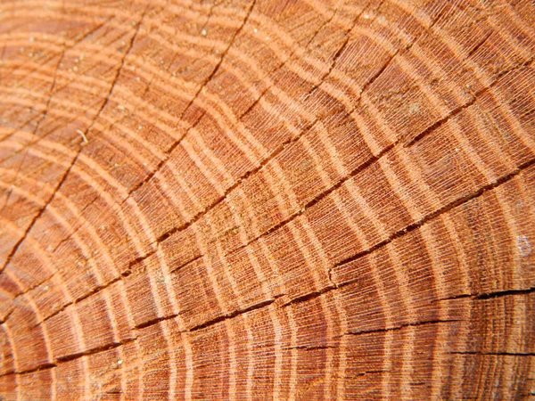 Top View Tree Ring Lights Great Wallpapers Textures Stock Photo by ...