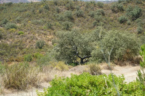 La macchia mediterranea Stock Photos, Royalty Free La macchia ...