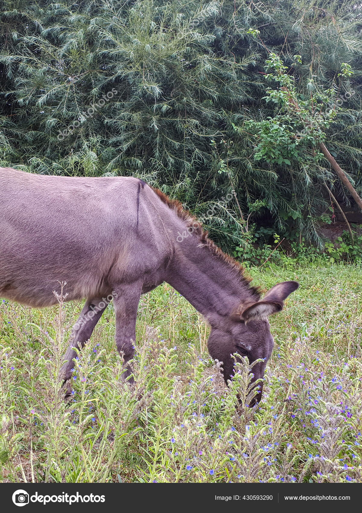 Vertical Shot Grazing Mule Field Daytime Countryside — Stock Photo ...
