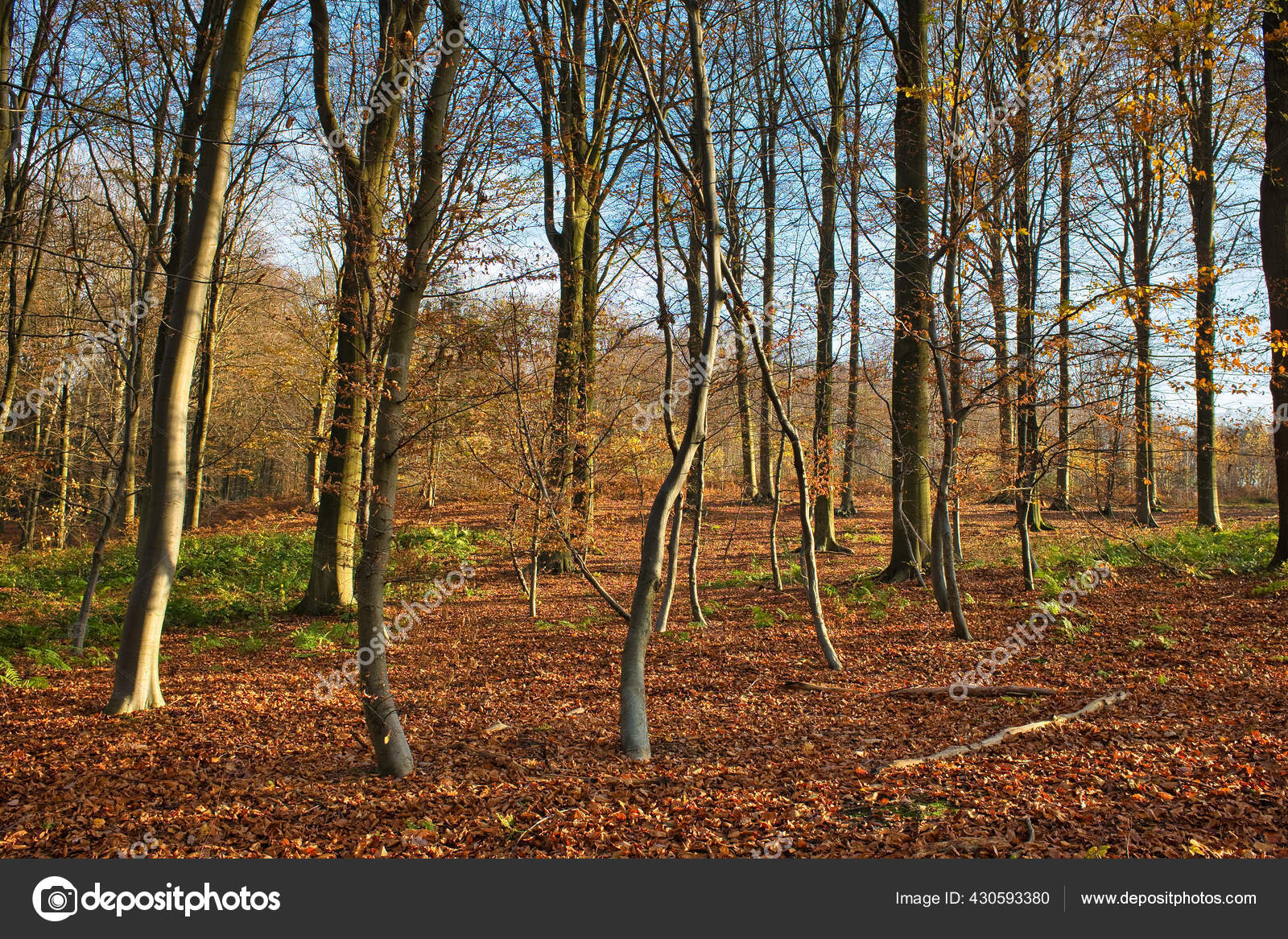 Path Early Autumn Field Falling Leafs — Stock Photo © Wirestock #430593380