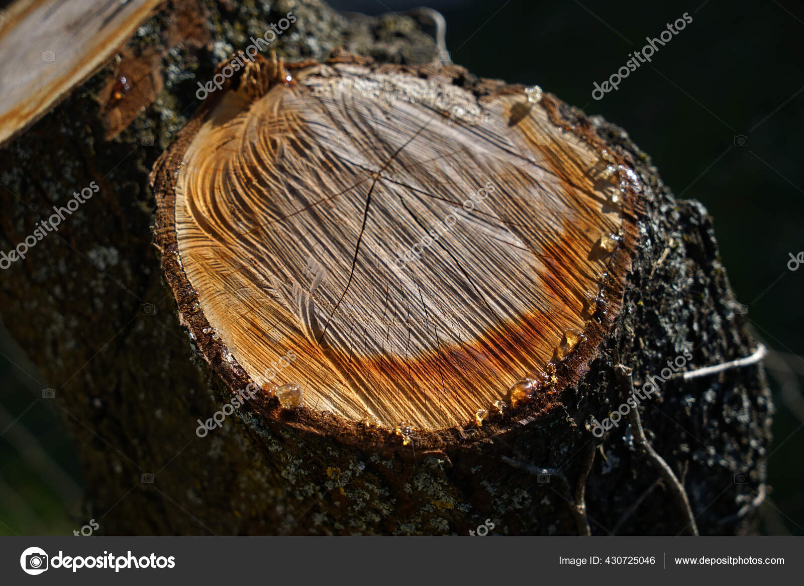 Closeup Stump Freshly Cut Tree Branch Resin — Stock Photo © Wirestock ...
