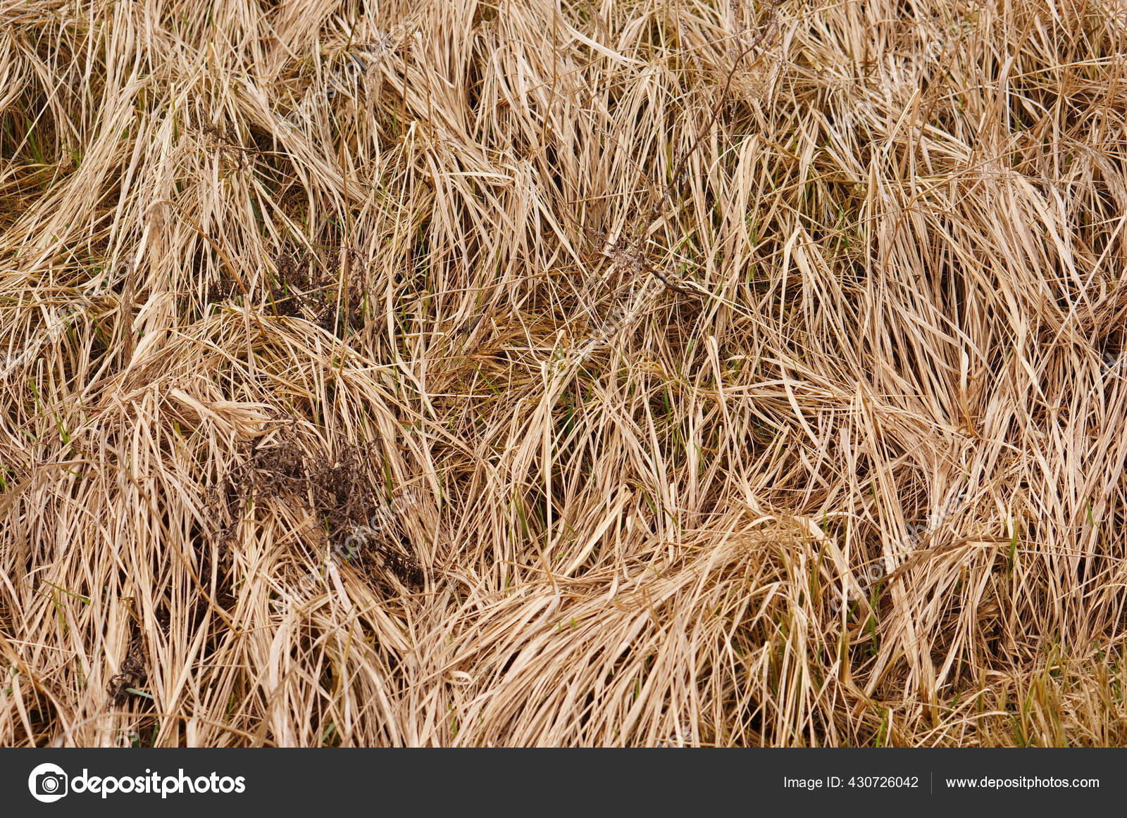 Withered Grass Image Of Autumn Withered Grass Background Texture Stock