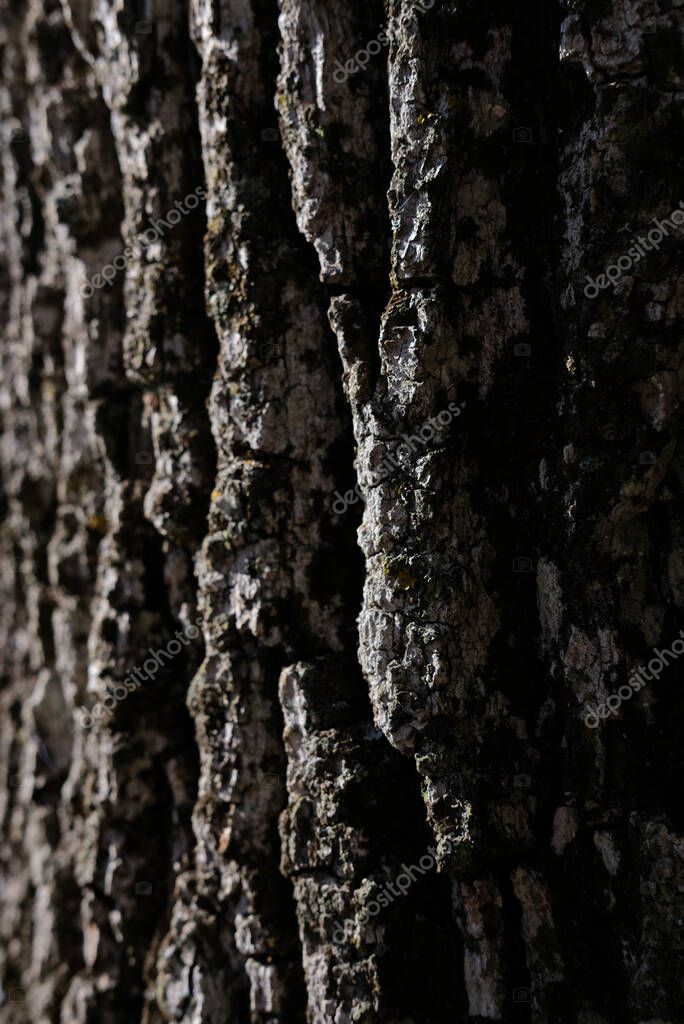 Un primer plano vertical de las texturas en el tronco de un árbol 2025