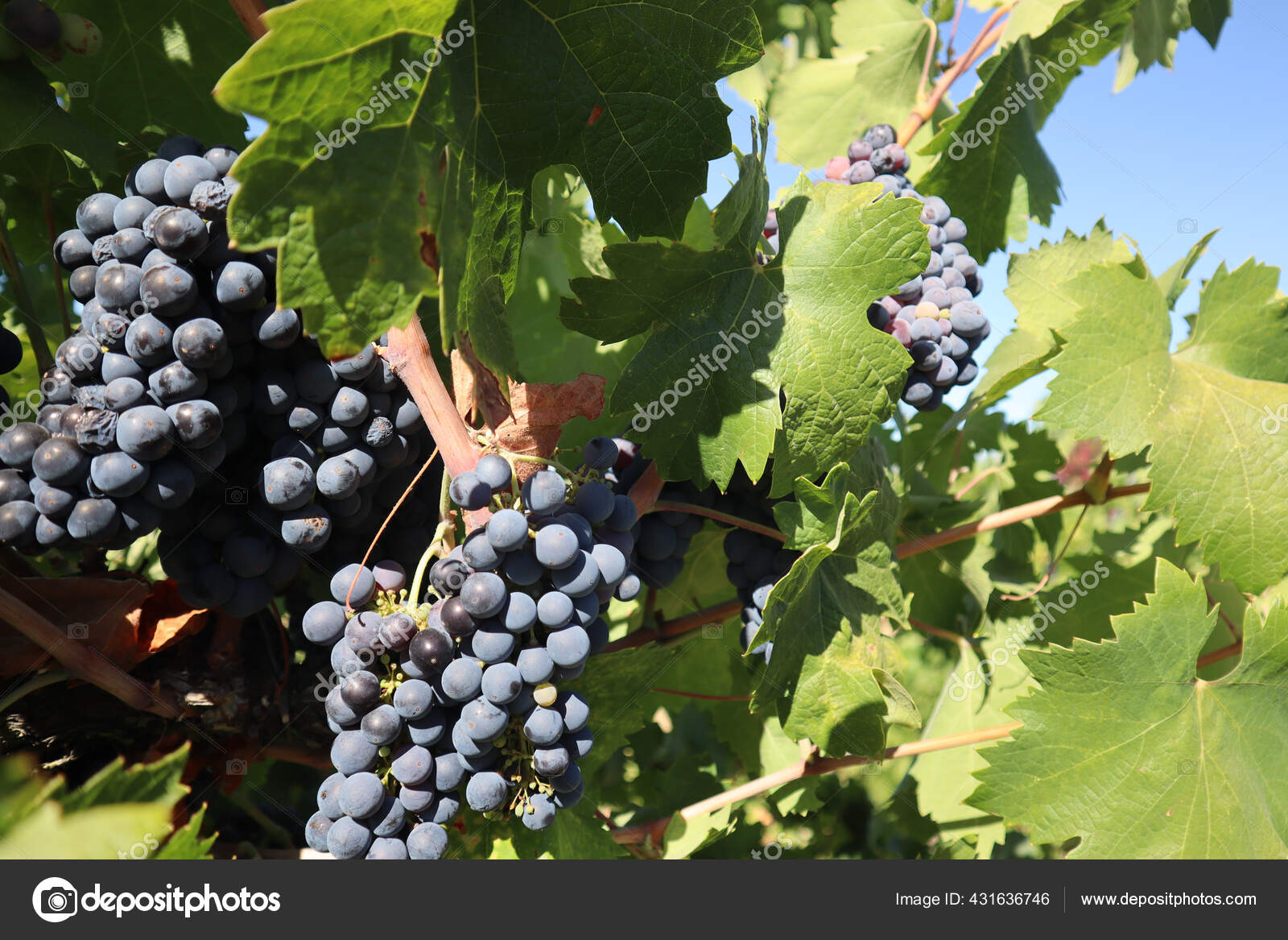 Zinfandel Grapes