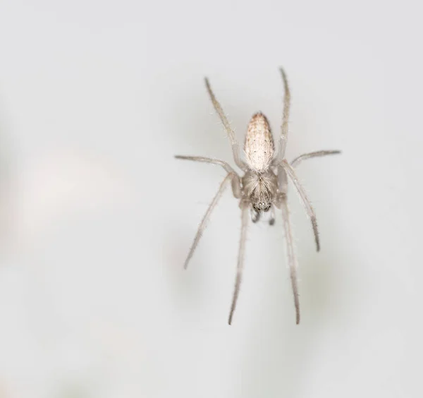 Spiny legs: картинки, стокові Spiny legs фотографії, зображення ...