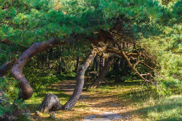 Pine tree path Stock Photos, Royalty Free Pine tree path Images ...