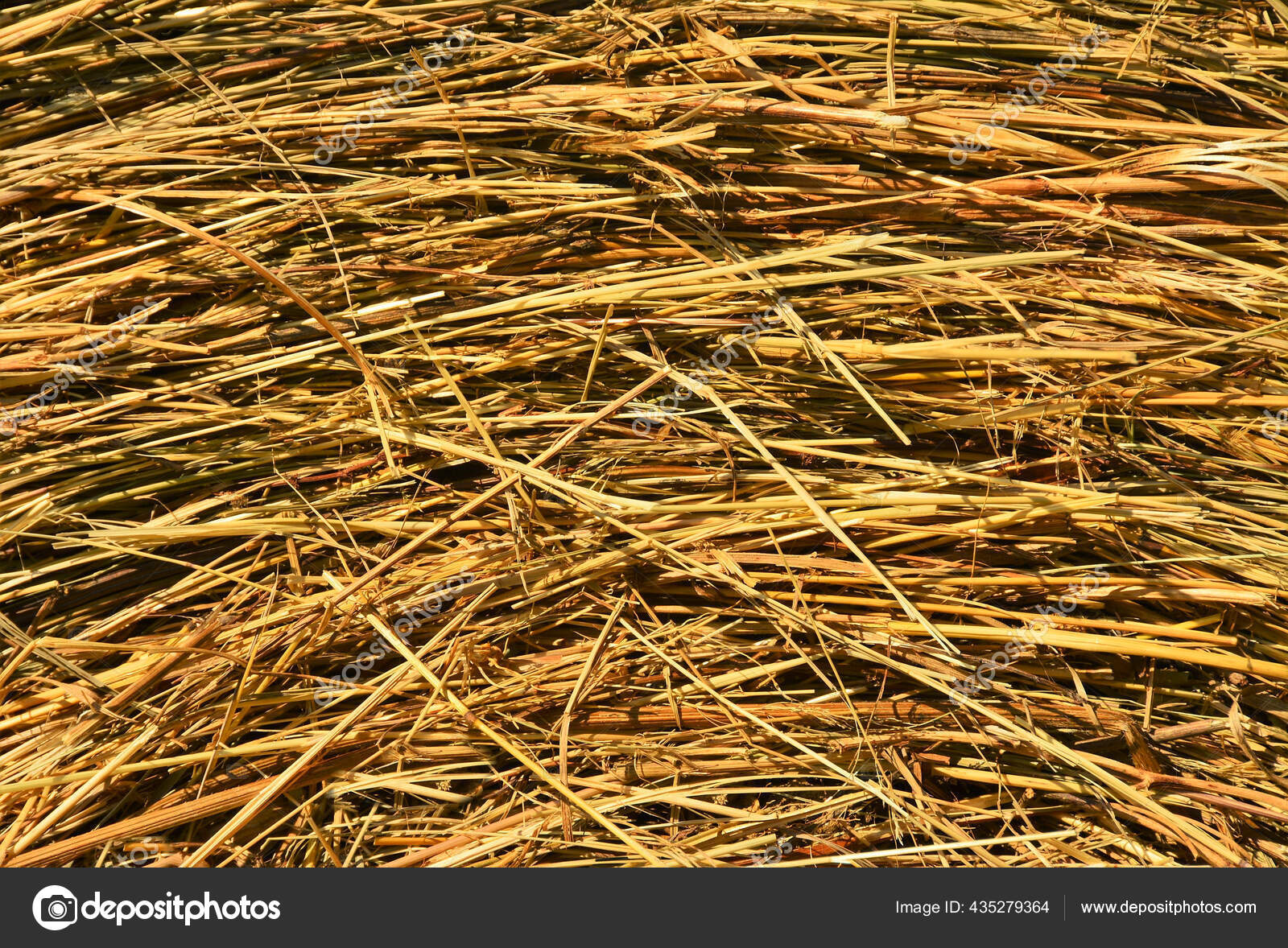 Top View Dry Hay Texture Background Stock Photo by ©Wirestock 435279364