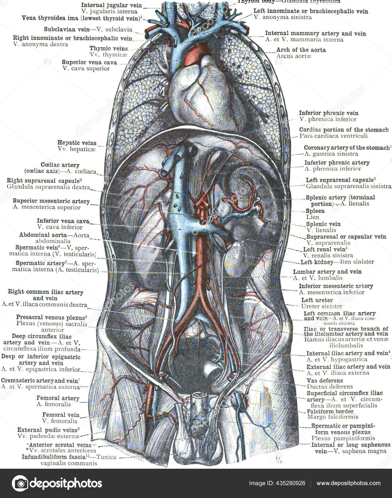Anatomia Da Veia Cava Inferior Pâncreas: Anatomia, Função,