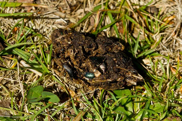 Fox poop Stock Photos, Royalty Free Fox poop Images | Depositphotos