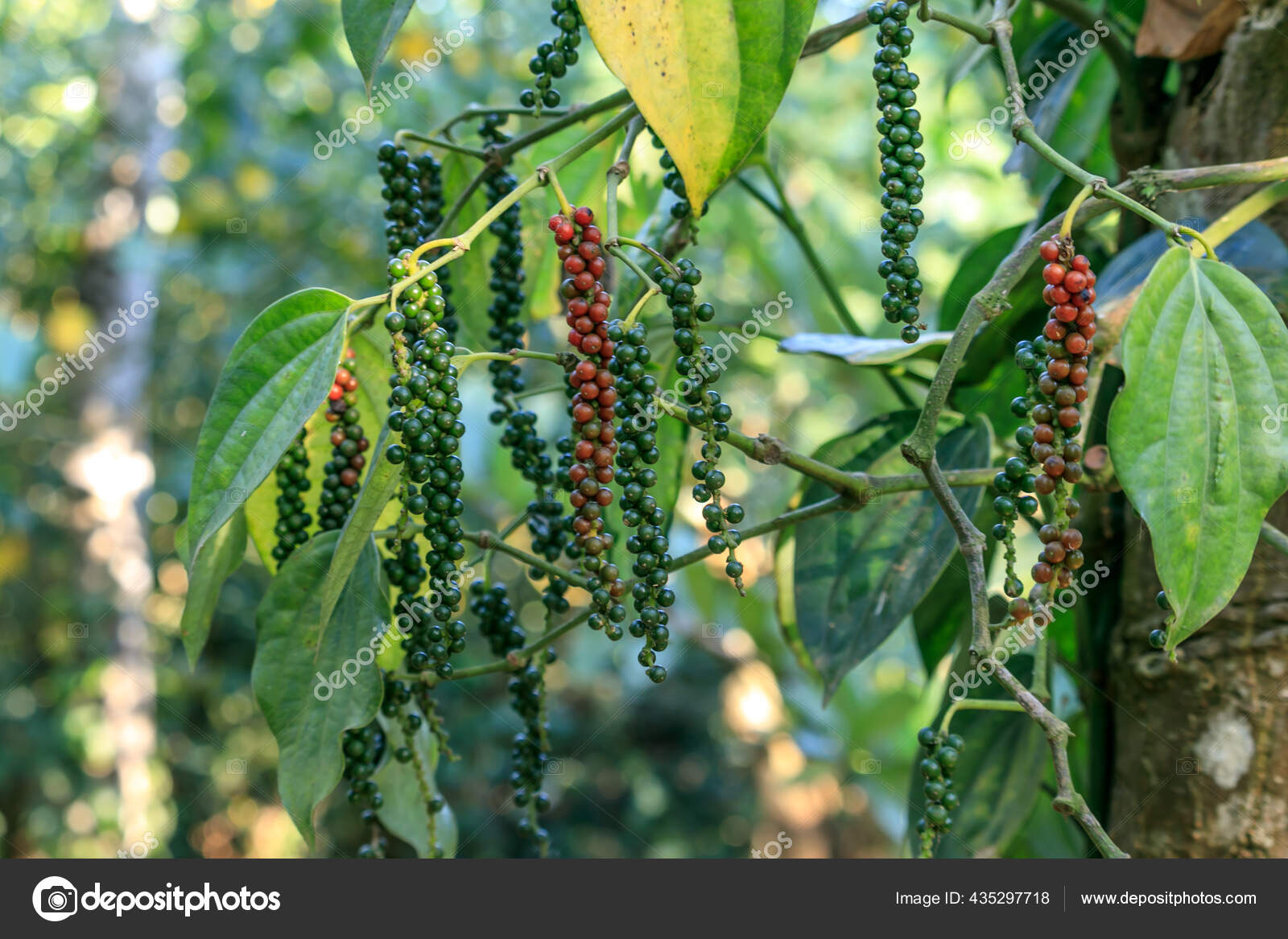 Black Pepper Piper Nigrum Flowering Vine Family Piperaceae Cultivated ...