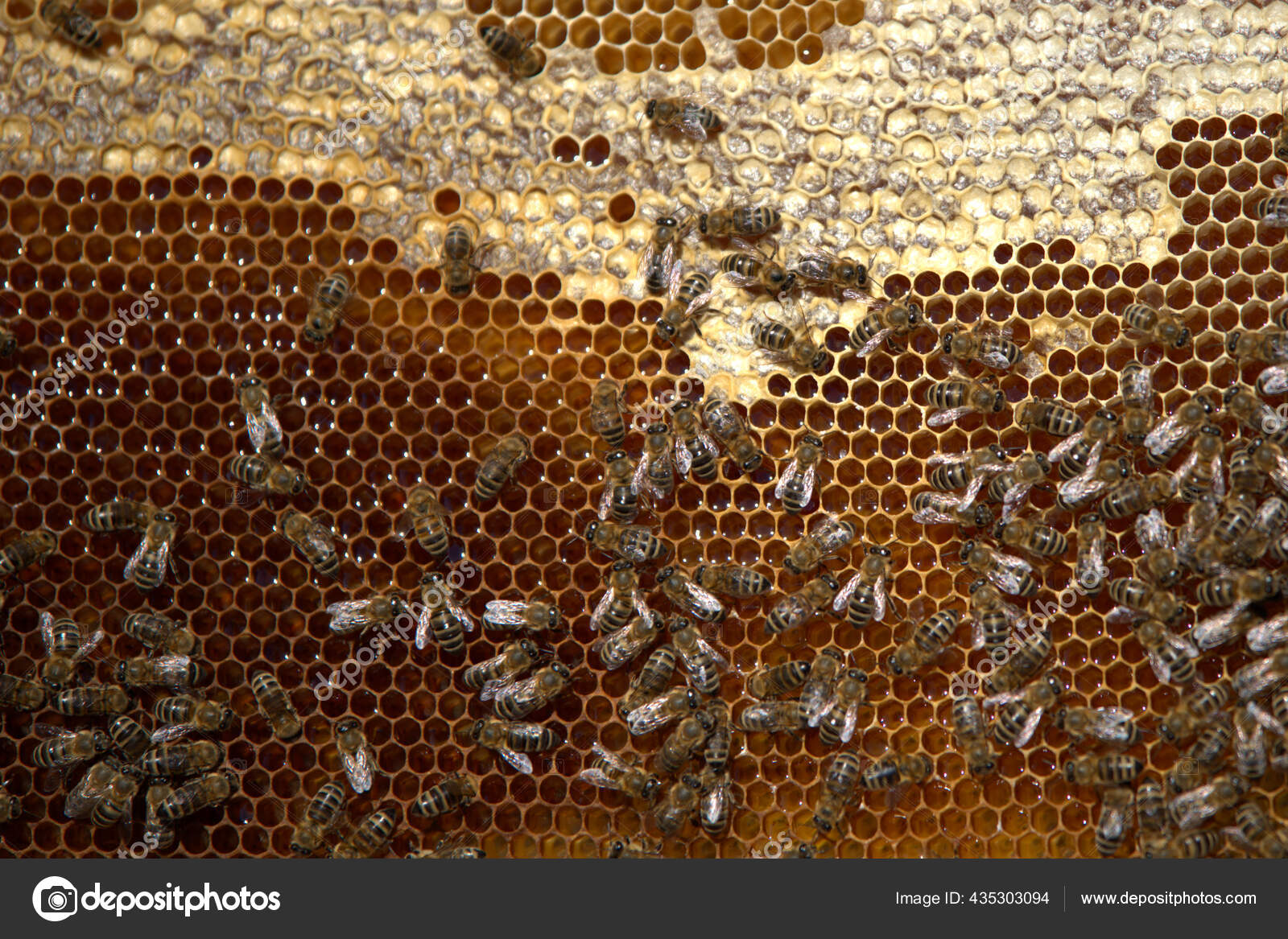 Apiculture Beekeepers Take Honey Bee Hives Coniferous Trees Beekeeping ...