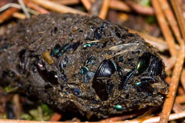 Fox poop Stock Photos, Royalty Free Fox poop Images | Depositphotos