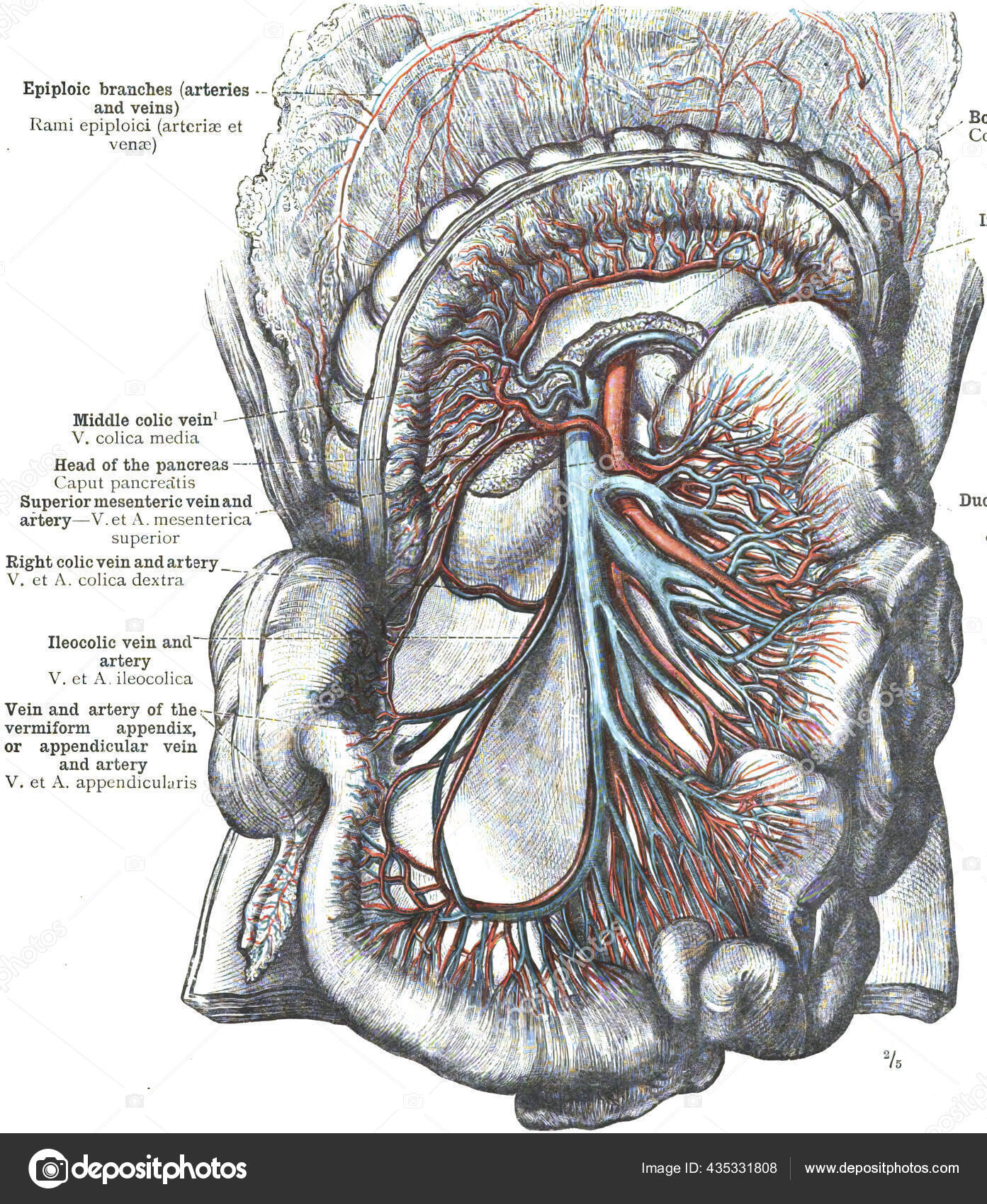 Anatomía Arteria Mesentérica Superior Sobre Fondo Blanco — Foto de ...