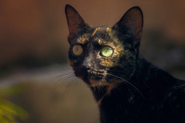 Perçant les yeux jaune Stock Photos, Royalty Free Perçant les yeux ...