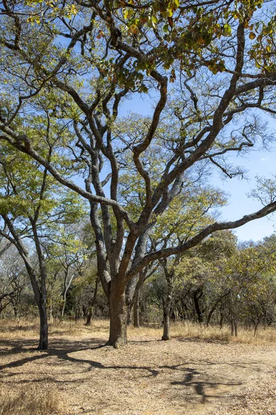 Trees african savanna trees Stock Photos, Royalty Free Trees african ...